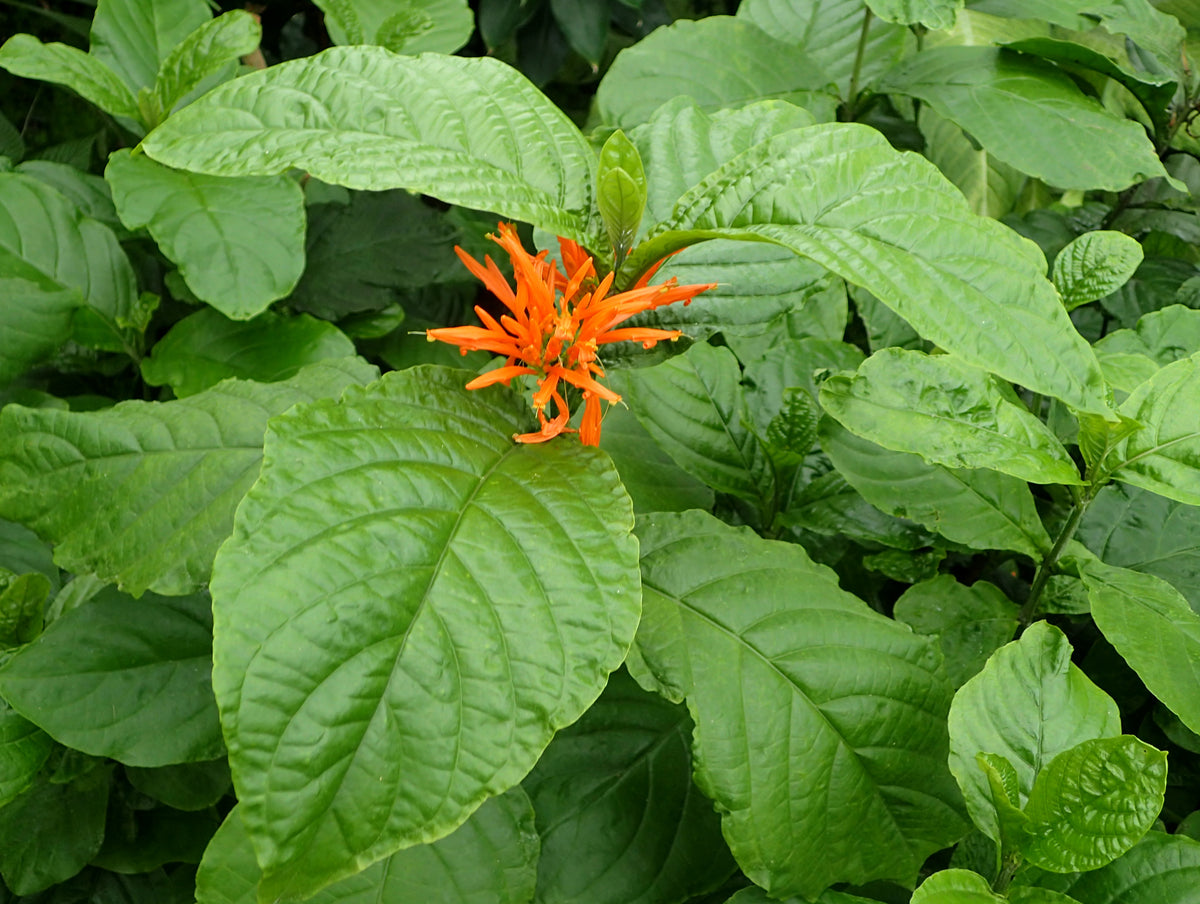 Los beneficios del muicle – BEECHEII